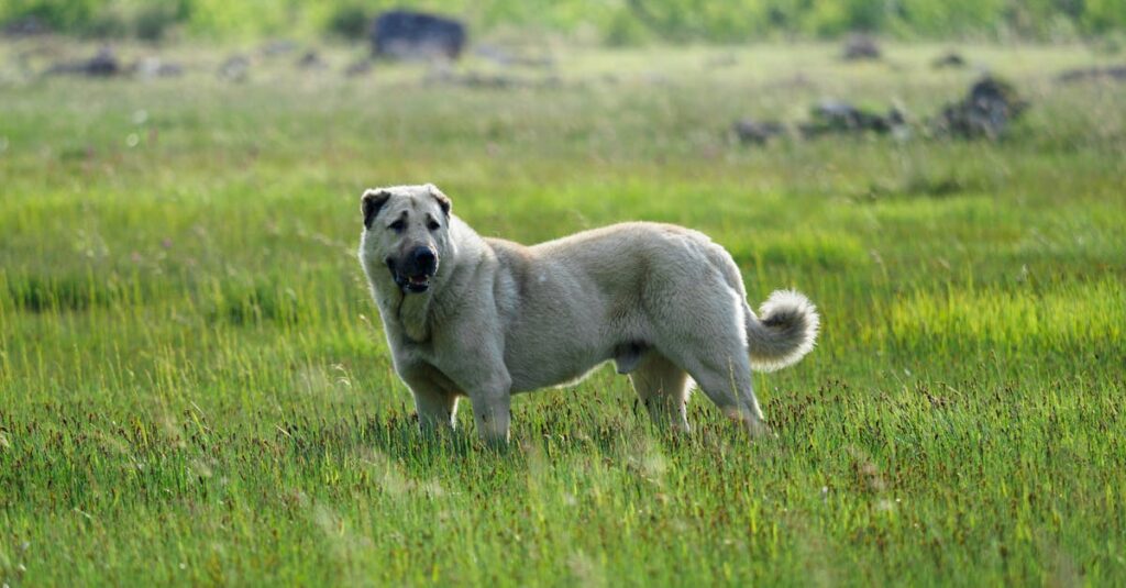 Tout savoir sur le Kangal : le guide ultime pour les amoureux des chiens
