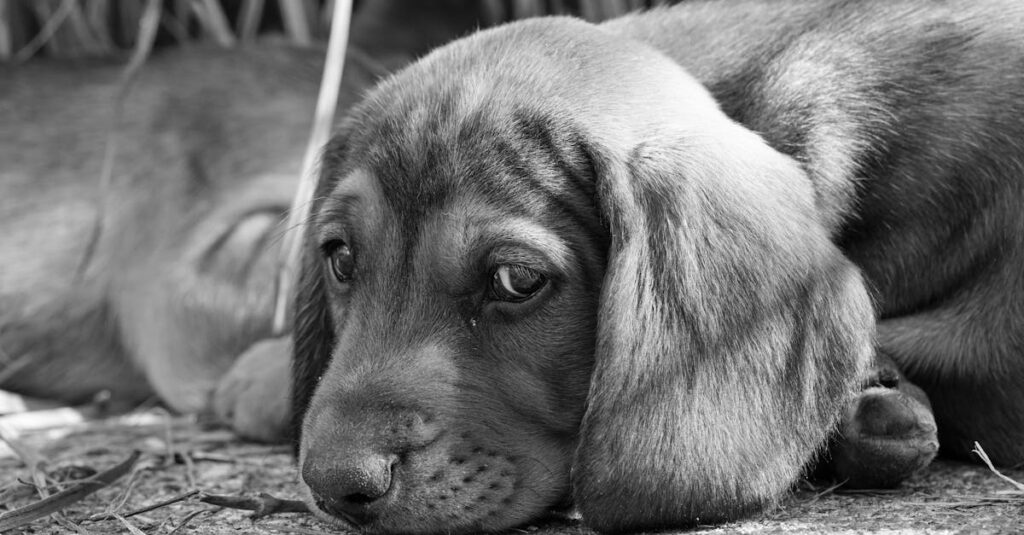 Tout savoir sur le Basset Hound : le compagnon à grandes oreilles