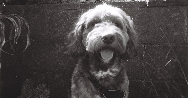 Certification LOF : Le guide essentiel pour votre compagnon à quatre pattes