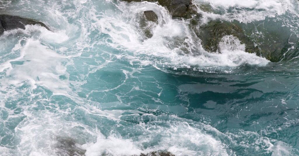 Tout savoir sur le Terre-neuve : le guide ultime