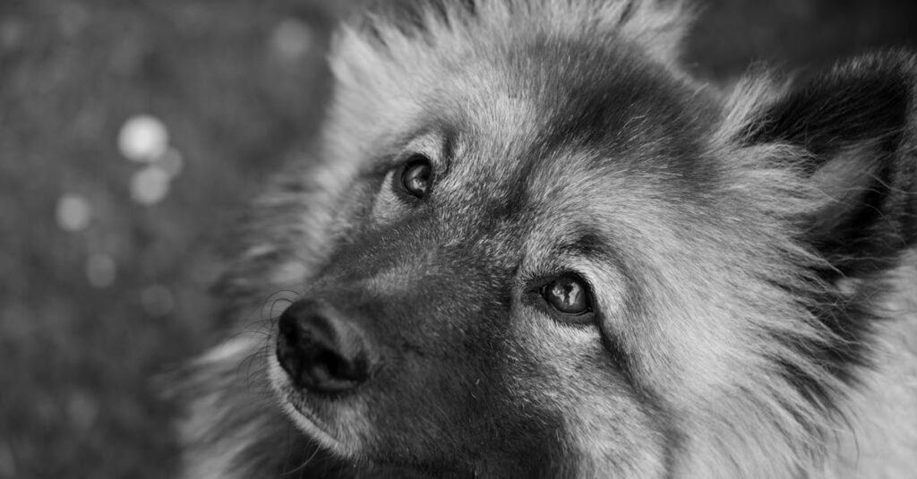 Tout savoir sur le chien spitz loup : votre guide essentiel