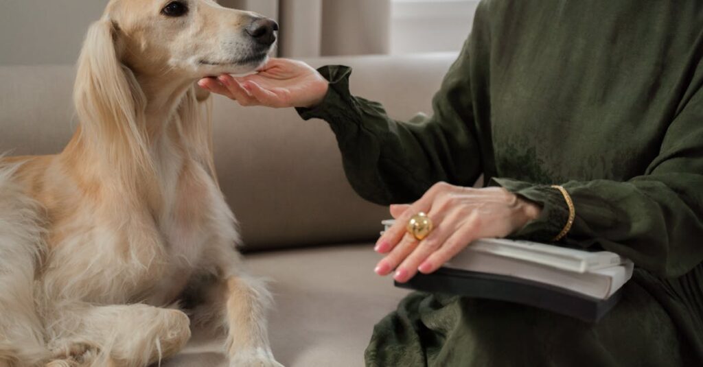 Tout savoir sur le greyhound : guide pratique